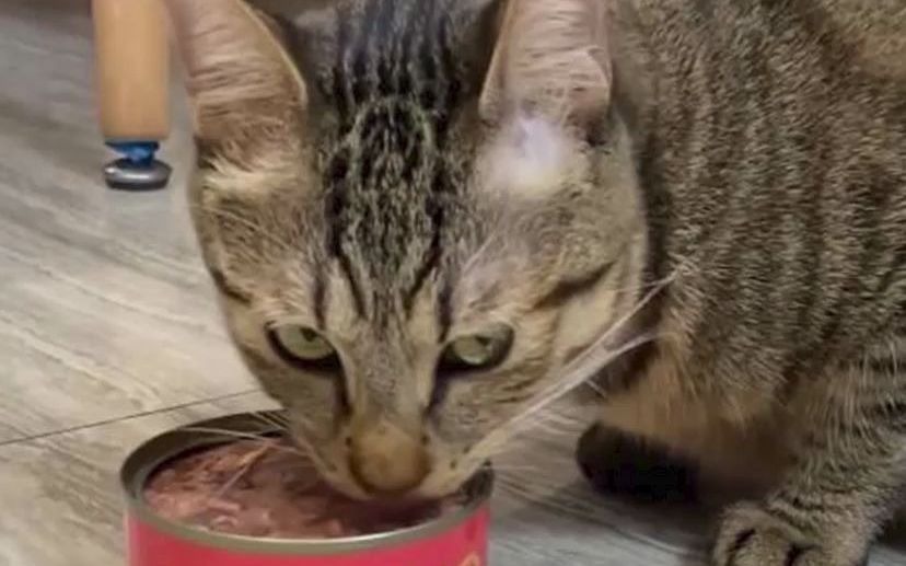 如何正确救助流浪猫(七):亲人的猫咪如何带回家
