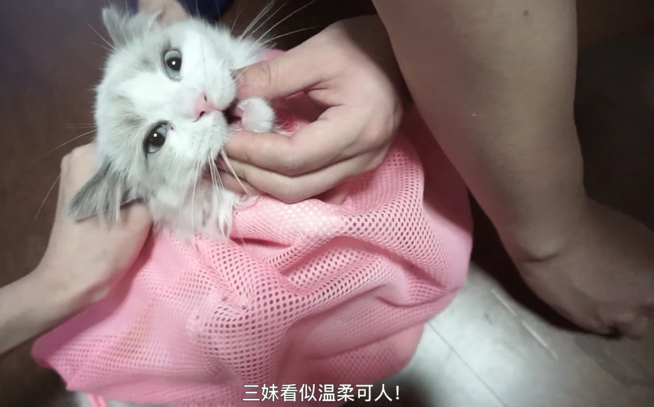 徒手喂猫咪吃药,老江湖学会了如何把药隐藏起来!骗过铲屎官!