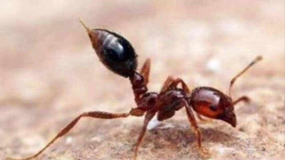 世界上最毒的蚂蚁,被咬后如同中子弹,疼痛持续24小时