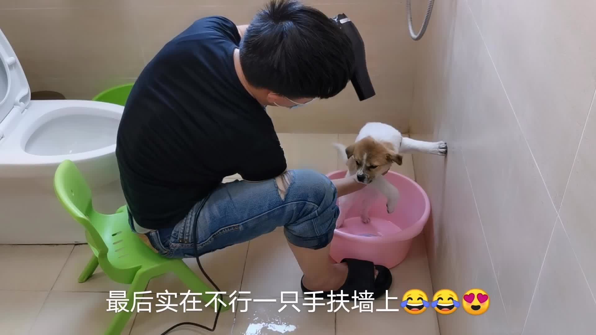 捡回来一条流浪狗,小伙给它洗澡训练上厕所