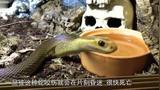 盘点世界上最毒的4种蛇!第一名竟然是它?