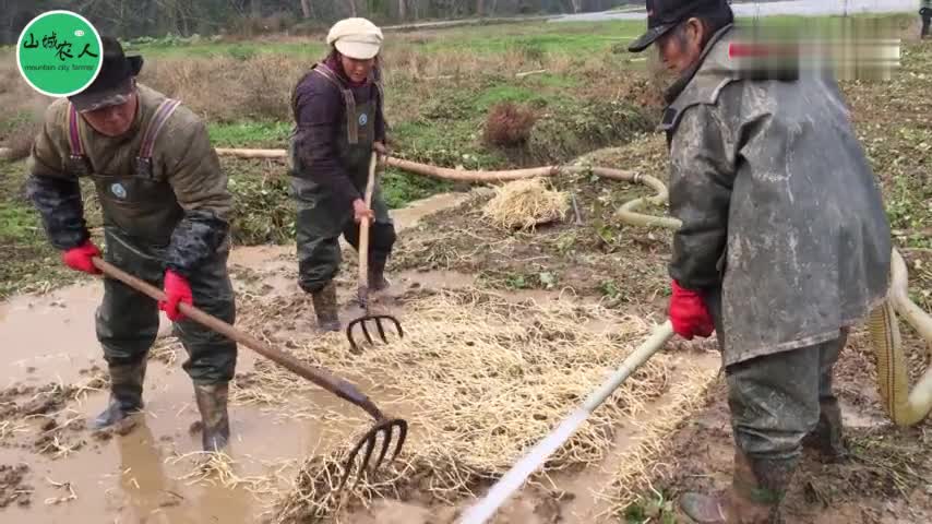 农民增收新方式,稻田种植折耳根,一亩能赚上万元!