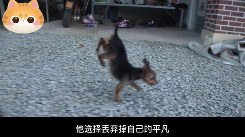 街上出现倒立行走狗狗,事情的真相竟然是因为车祸,真是可怜