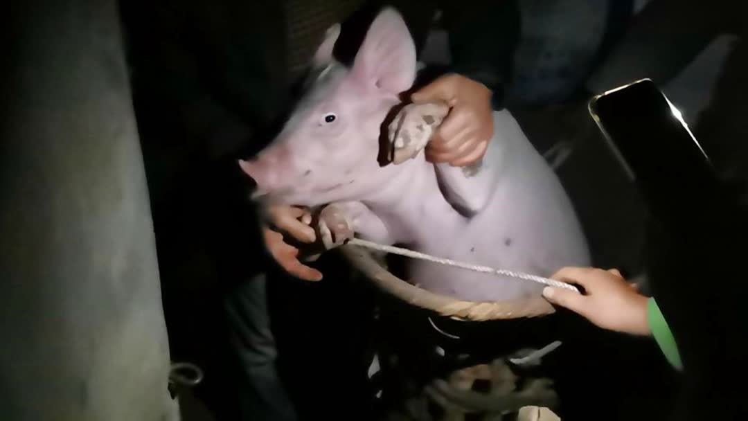 农村卖小猪仔,毛重18元1斤,这价格贵吗?