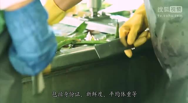 一棵芦荟12小时的成长之旅(完整版)