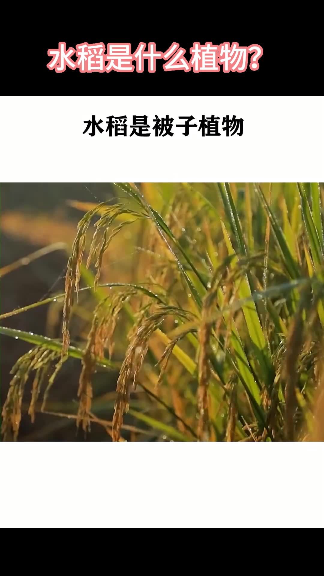水稻是什么植物?