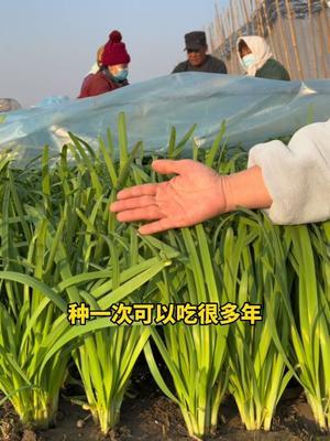 韭菜这样种,种一次能吃很多年种菜小技巧