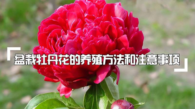 盆栽牡丹花的养殖方法和注意事项