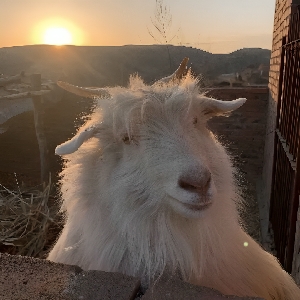 爱看皮影戏丿 