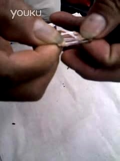 特效接骨草药:续断