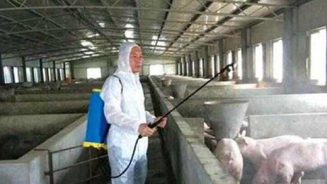 猪场消毒常见的六大误区,赶紧了解避免损失!