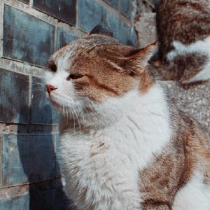 格鲁曼猫 