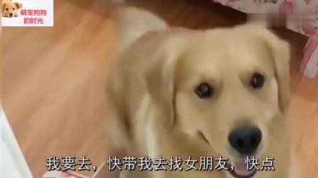 金毛听说小母狗喜欢爱运动的狗后,金毛就表演各种运动动作,好逗