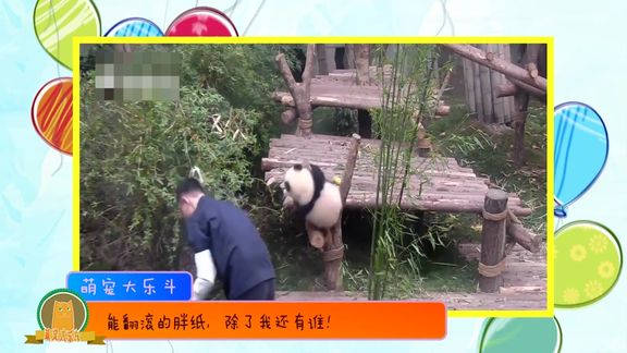 翻滚看起来最可爱的只有熊猫活宝啦!太可爱了