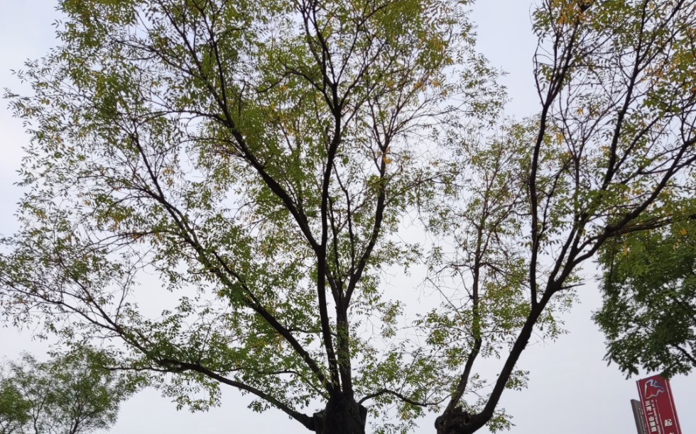 9月作业2《园游会》#TODO尤克里里团练@原笔ukulele教学@TODO...