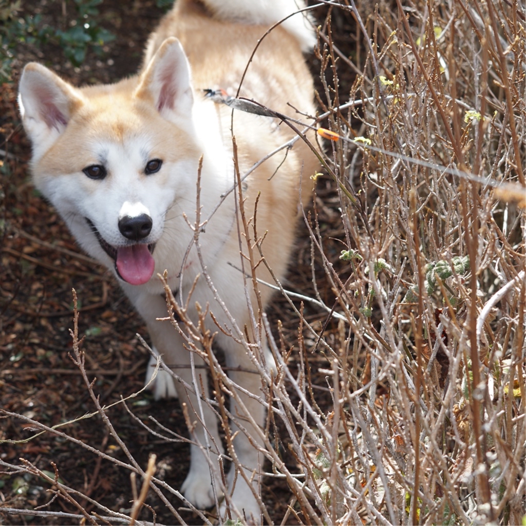 Kanna秋田小公主 