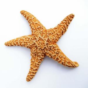 海星科普 