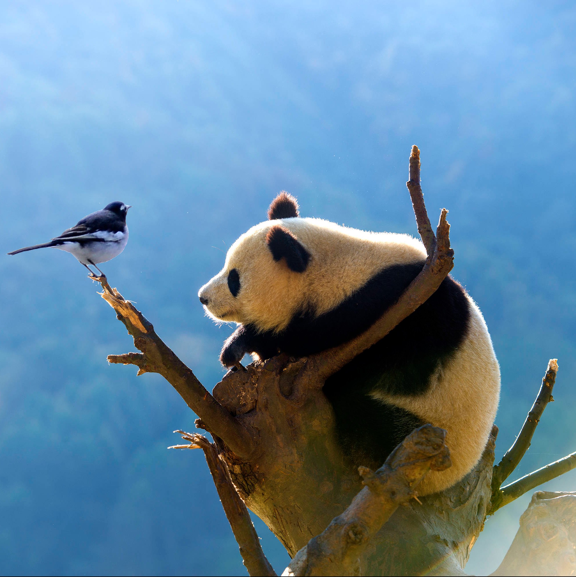 HenryGuo幽默教英语汉语 