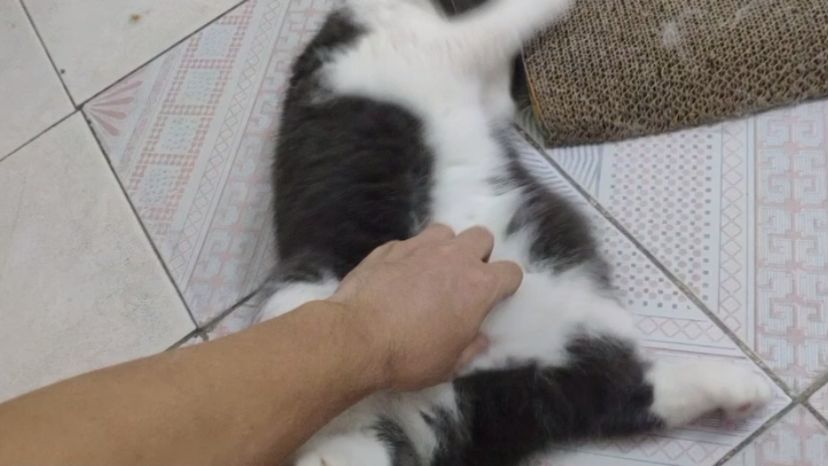 分享一个日常撒娇的小猫咪