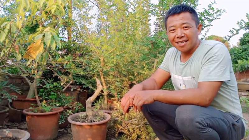 这几个对节白蜡小桩,搞对了没有哦