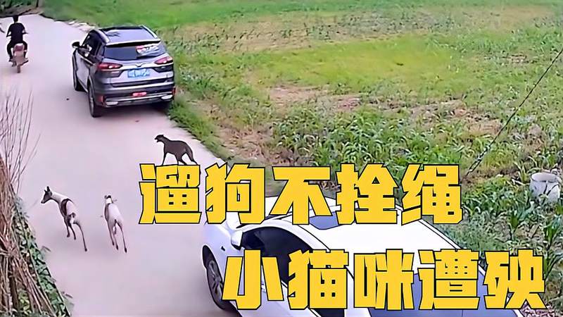 监控下愤怒一幕,男子遛狗不拴绳,一群狗撕咬猫咪