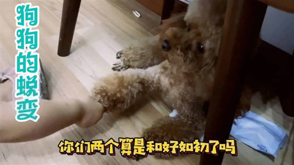 曾经咬人护食的狗狗,在爱的环境下和孩子友好相处