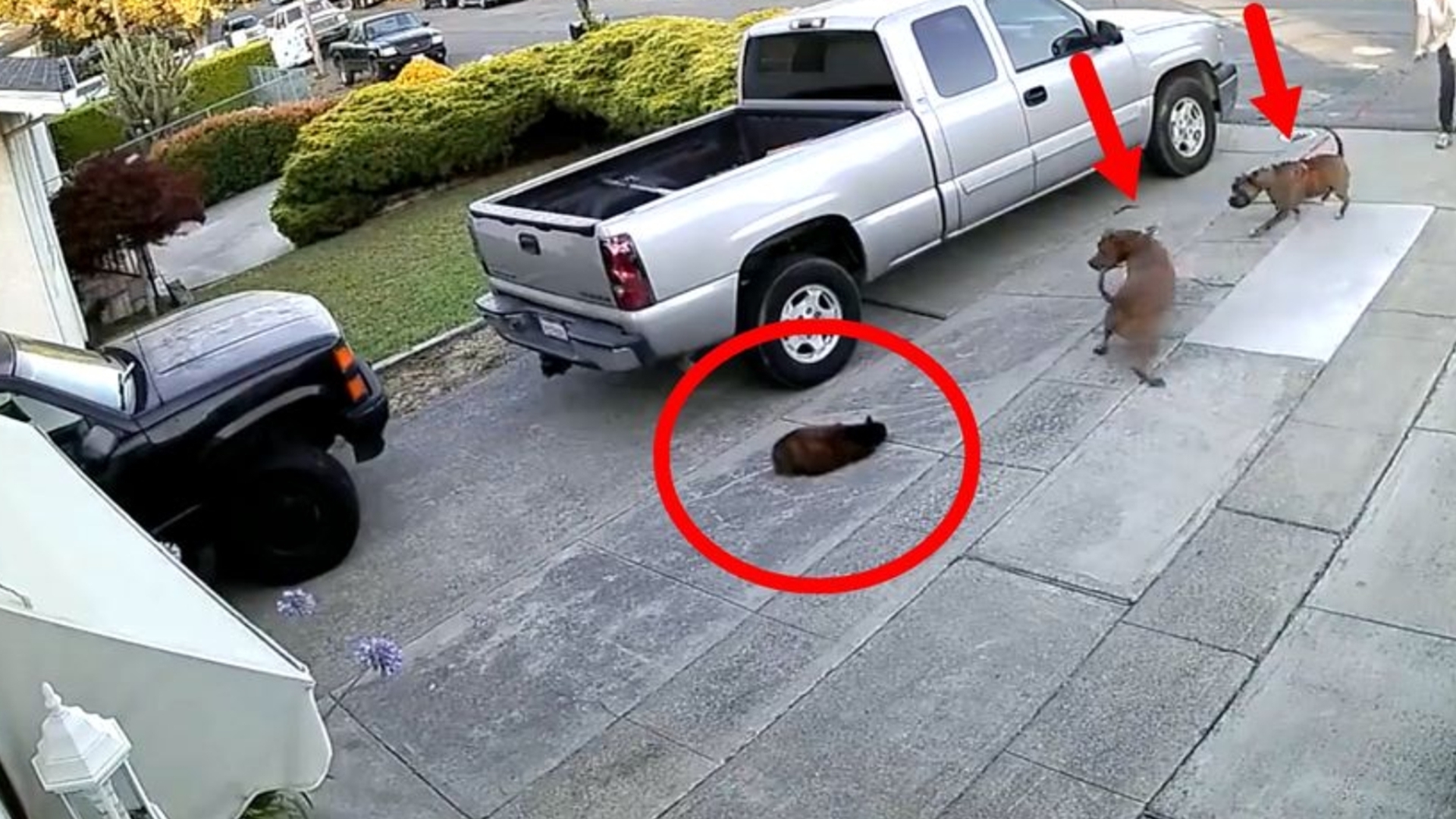 两只比特犬"撕咬"小猫咪,女人拉都拉不住,疯狂模样令人害怕!