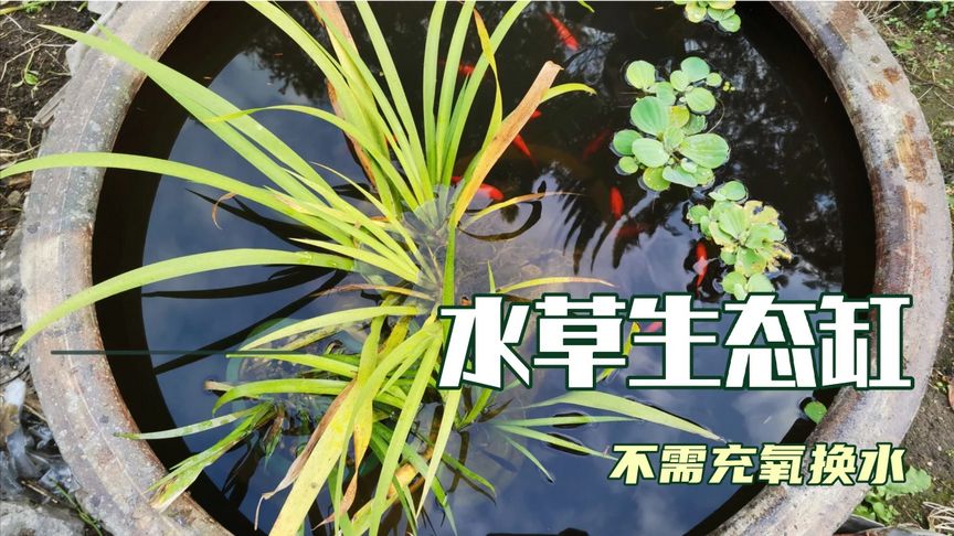 超简单生态水草鱼缸制作教程记录,竟然不用过滤换水?