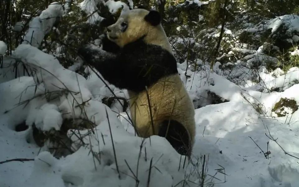 哇哦!九寨沟勿角自然保护区多次拍到野生大熊猫,上演“熊出没”