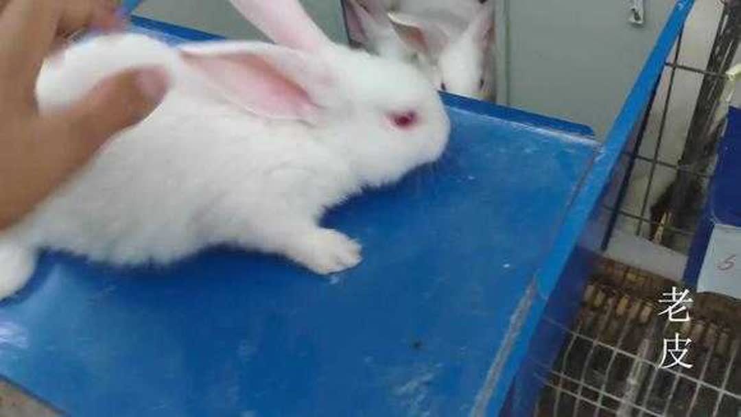 养兔子做好这两点比啥技术都强,让技术无用武之地才是最好的技术