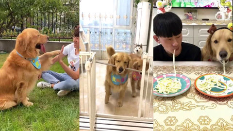 爆笑萌宠:二哈玩计算器,傻的可爱