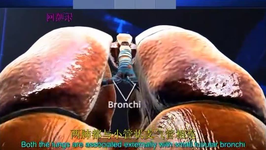 呼吸的过程究竟是怎样的?6分钟真正了解呼吸系统