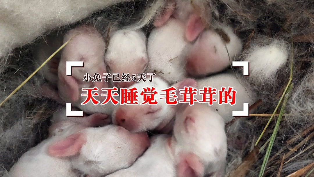 小兔子出生5天了,天天睡觉已经长得毛茸茸的啦