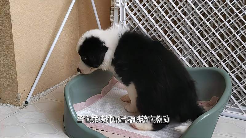 如何训练狗狗在固定地点大小便?学会这几点轻松搞定