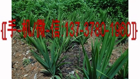 中药材白芨白芨的美容功效_白芨价格_白芨种植_白芨种植技术_白芨...