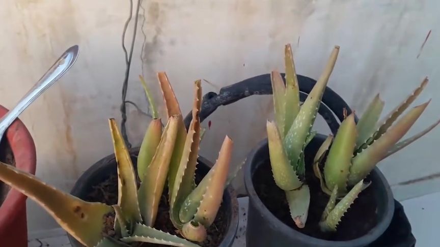 盆栽芦荟养护，掌握好这个要点，轻松爆盆