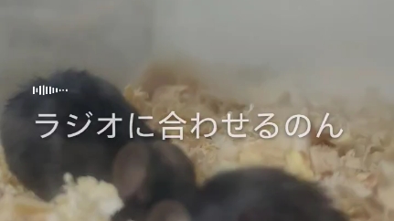 实验室双足站立小鼠模型,术后一天生活状态