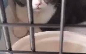 岑溪火车宠物托运