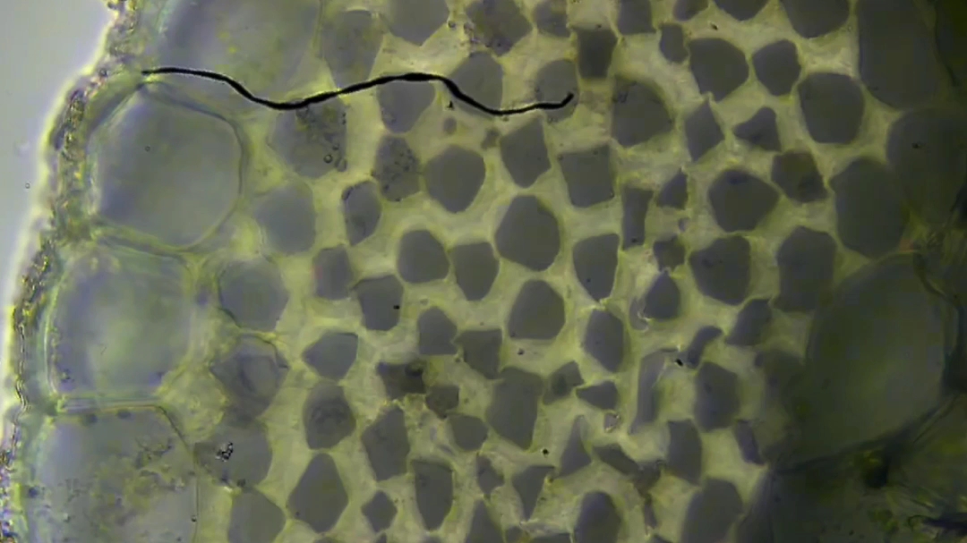 植物的组织实验观察