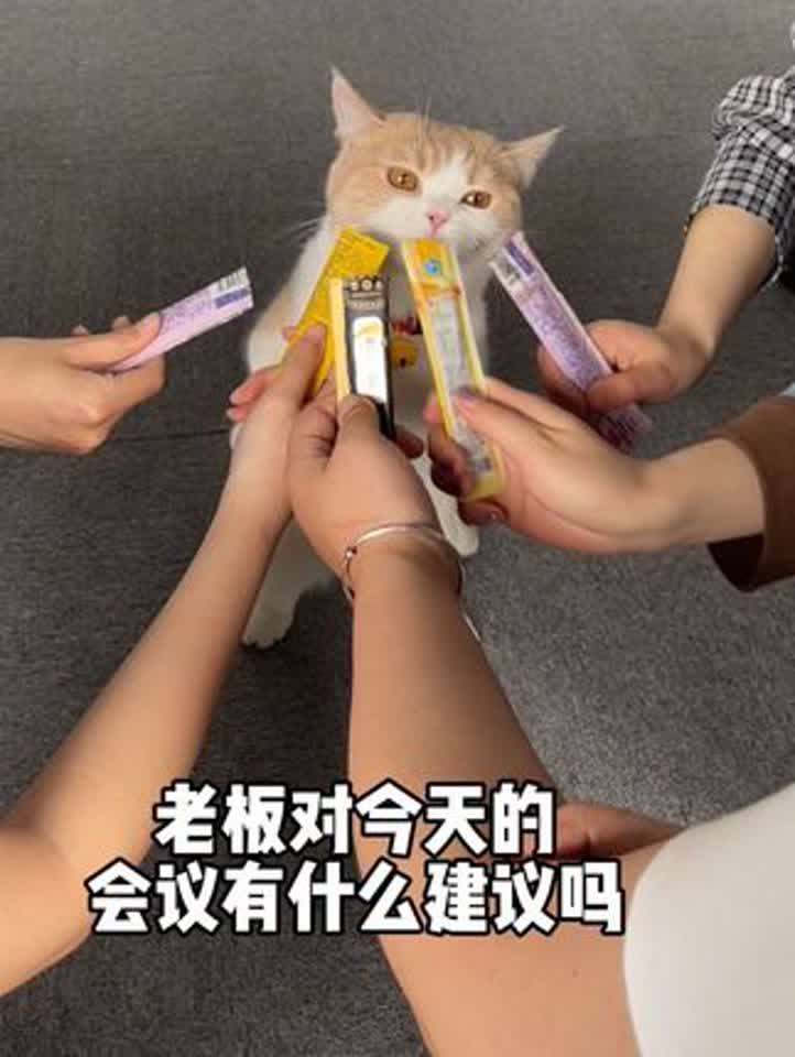 领导开会,我:包它满意!#铲屎官的乐趣 #小奶猫的成长日记 #记录猫咪日常