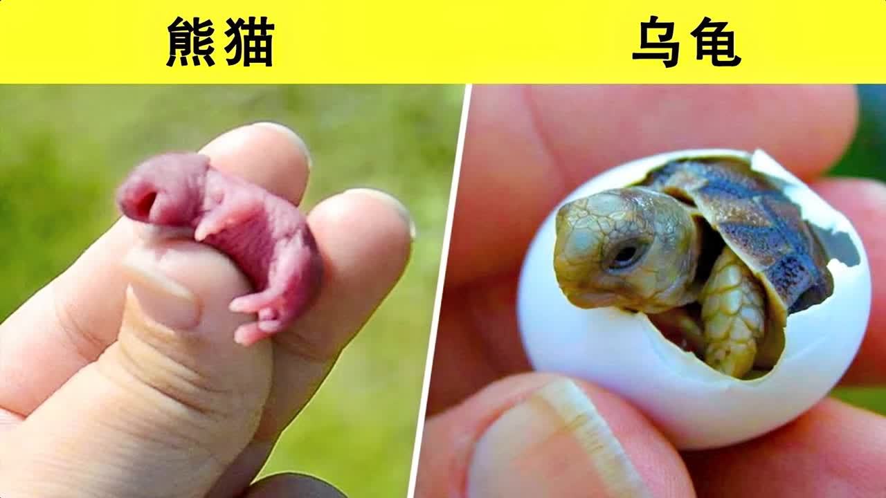 4种刚出生的动物新生儿!刚出生的熊猫,光秃秃的像老鼠一样