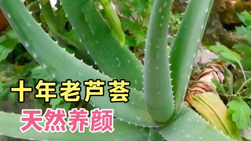家有芦荟太有福了,教你正确的提取方法,这样使用既美容又养颜