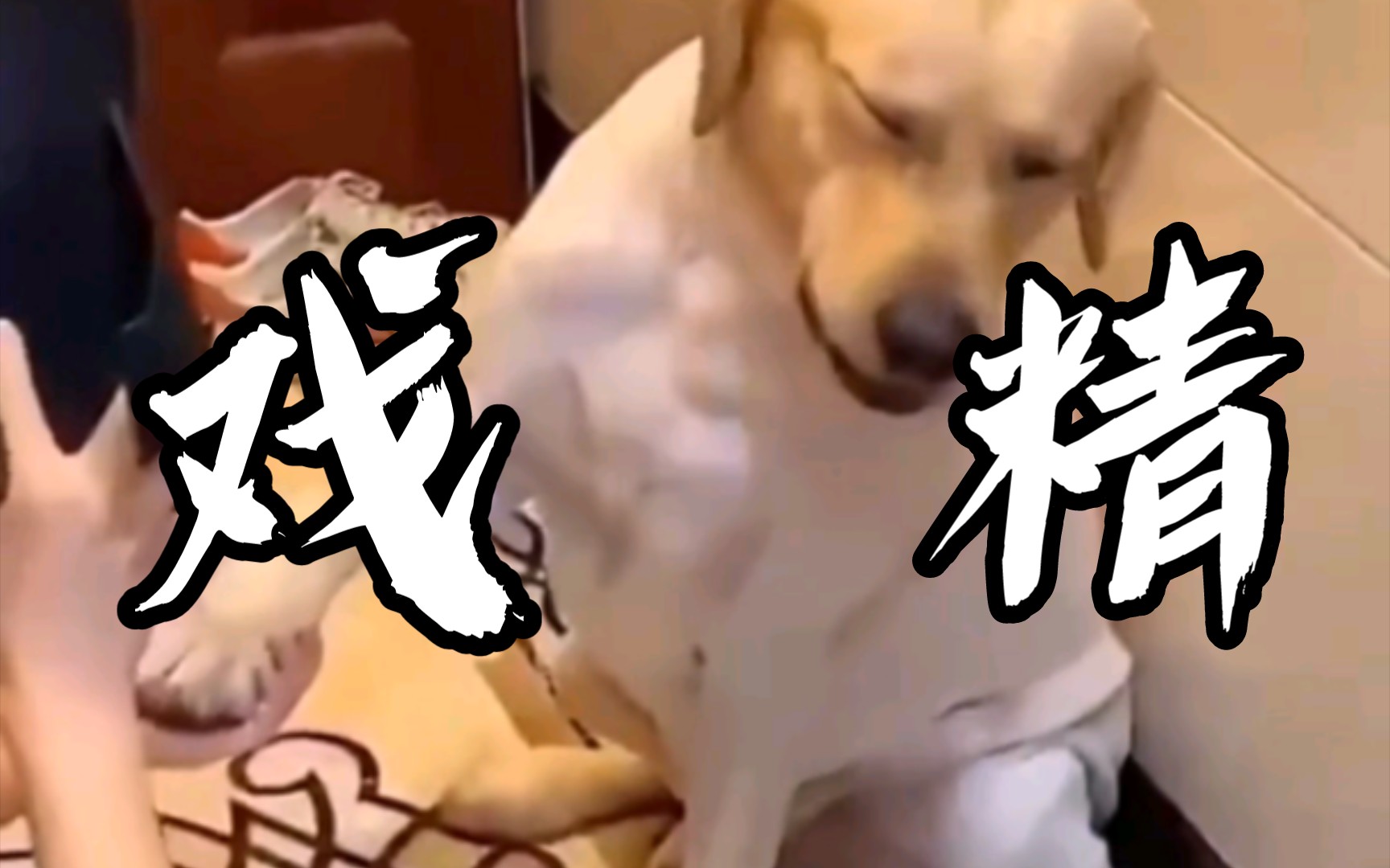 狗狗被打后的各种戏精表演,哪个能获奖?