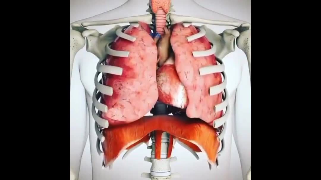 医学3D动画演示:呼吸运动时双肺和膈肌的运动