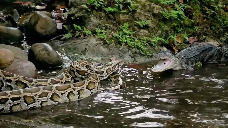 动物世界:巨蟒大战鳄鱼 蟒蛇 动物世界