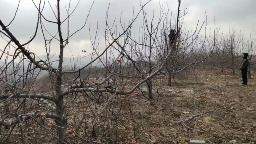 苹果树这种管理模式,可以优质丰产高产,就是费工。