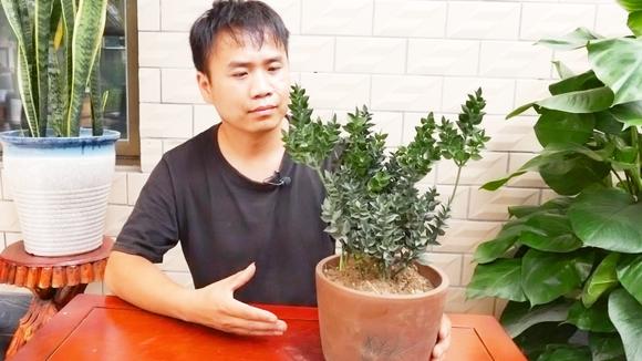 真奇怪,刚买的一盆瓜子松盆景,果实居然长在叶子上