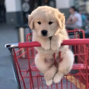 你的头也会秃吗 