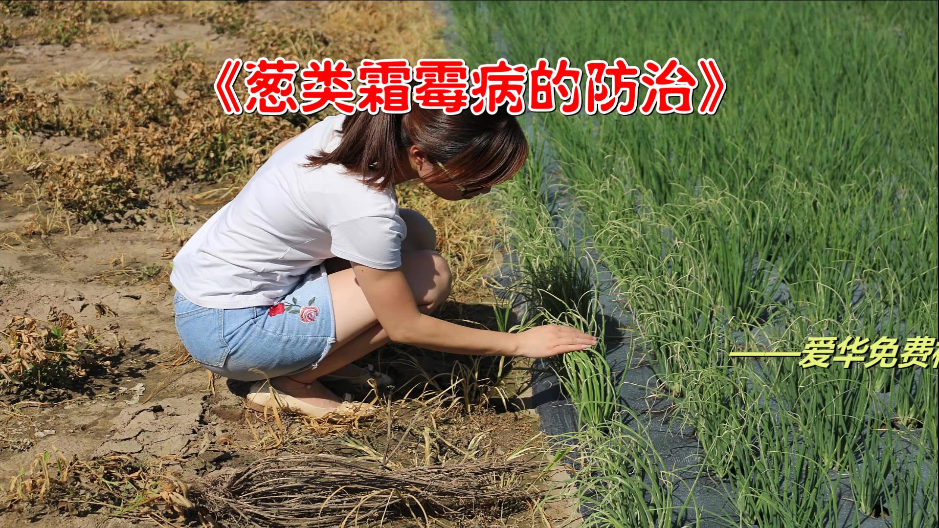 葱霜霉病防治办法?——康庄之恋