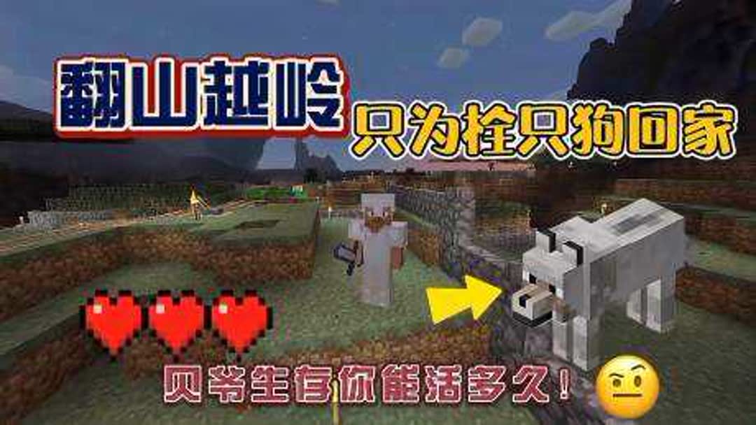 我的世界:在贝爷生存千里之外牵回来一只狼,也太难了!
